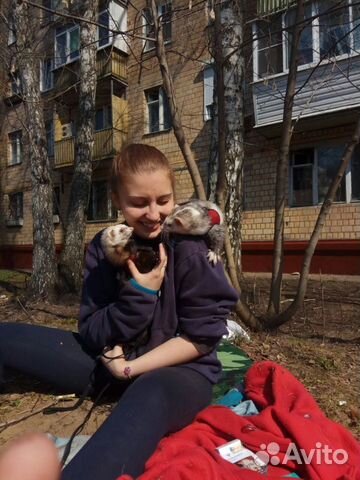 Отдаю хорьков в добрые руки