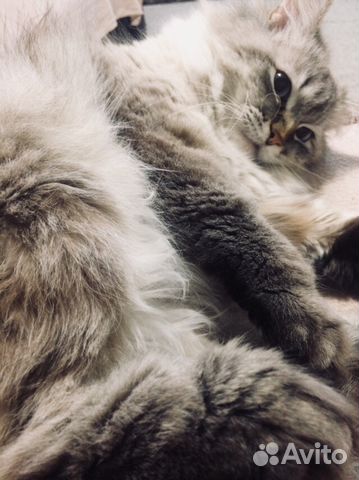 Кошки