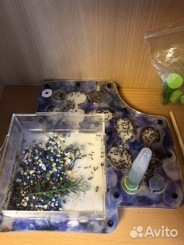 Лучшие Домашние питомцы - Муравьи