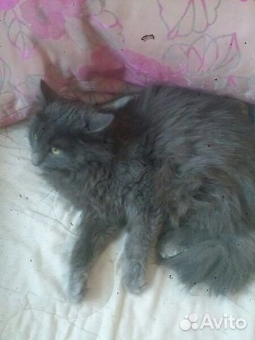 Котенок