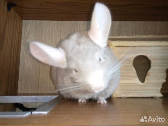Пара шиншилл с витриной