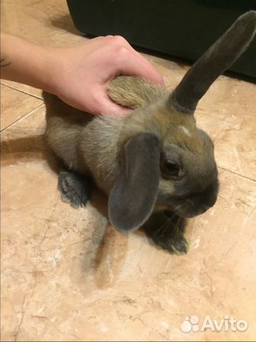 Декоративный кролик (девочка)