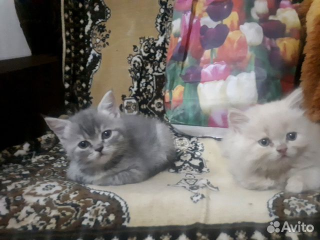 Котики в ваш дом