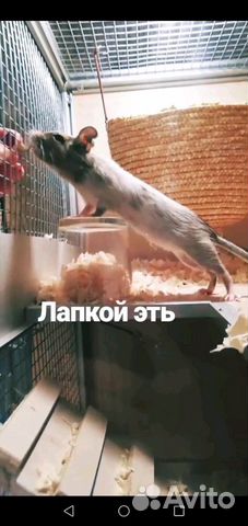 Цветная дегу (девочка)