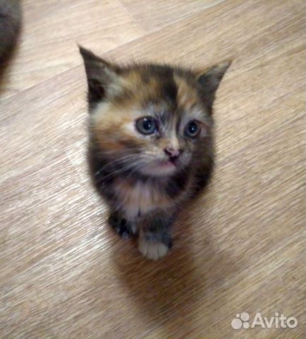 Маленькая многоцветная кошечка ищет хозяев