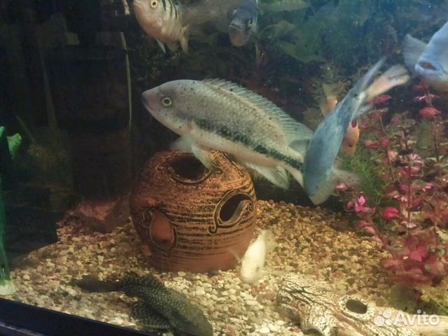 Рыба вьеха хартвега