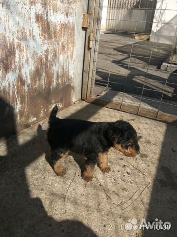 Щенки вельштерьеры