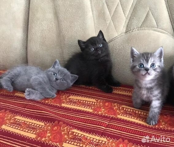 Шотландские забияки