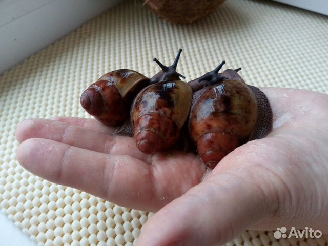 Улитки Архахатина Маргината Сутуралис (стандарт)