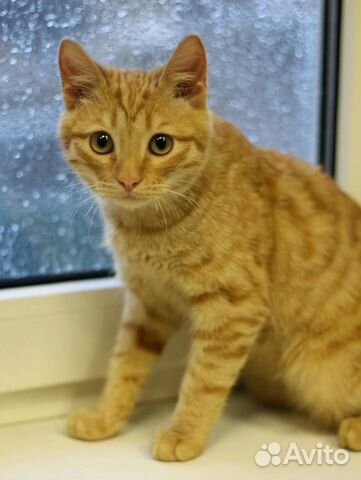 Котенок Красавчик ищет дом