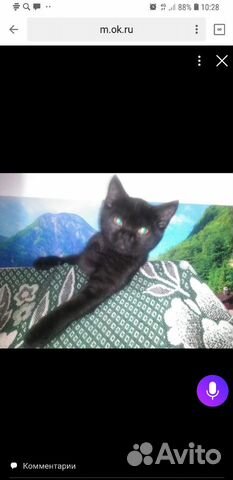 Ищу кота для кошки