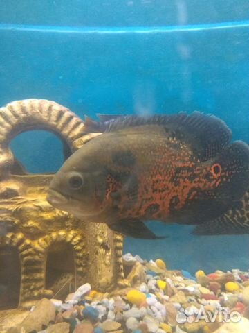 Астронотусы