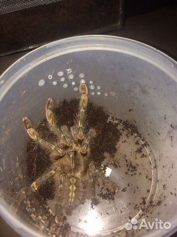 Poecilotheria rufilata и Pterinochilus murinus