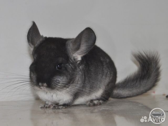 Продам шиншиллу