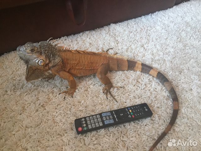 Игуана (красная)