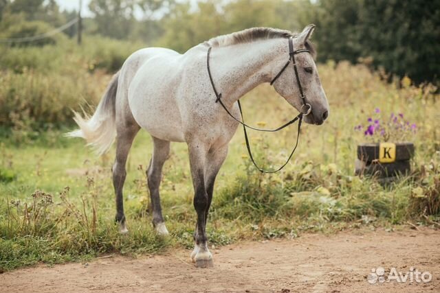 Лошадь, рысистая помесь