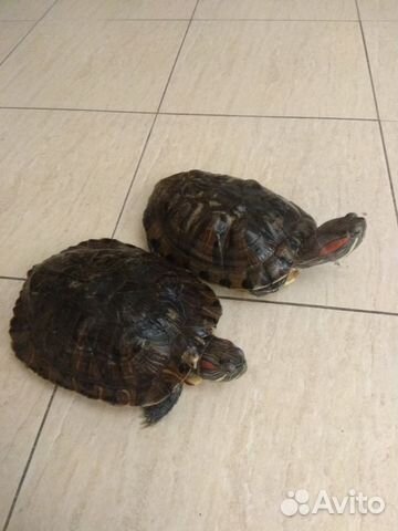 Две красноухие черепахи