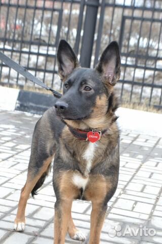 Очаровательная лопоухая Дженни, девочка, 7 месяцев