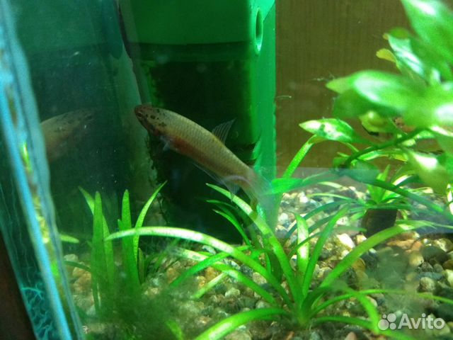 Бетта рубра. Красный петушок