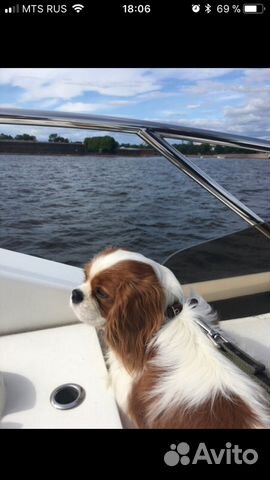 Вязка Кавалера