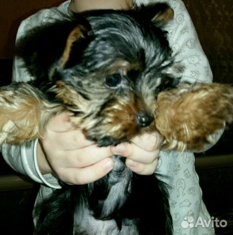 Йоркширский терьер