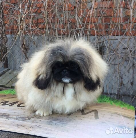 Пекинесочка