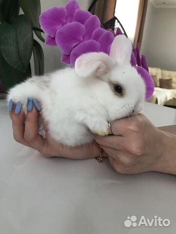 Маленькие вислоухие малыши ищут семью