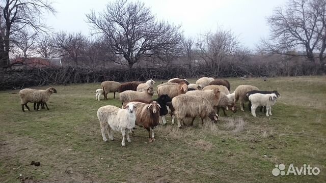 Овцы гиссарской породы