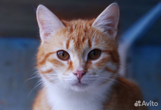Лучик - солнечный котик в добрые ручки