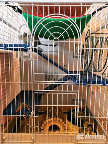 Дегу, 2 девочки, 5 мес. + клетка