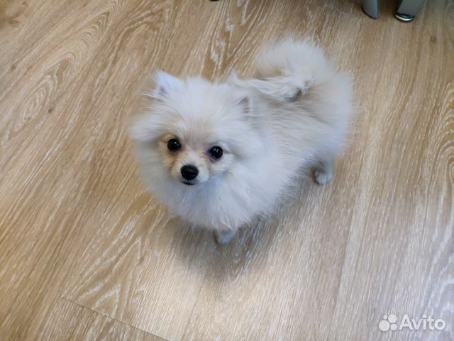 Немецкий шпиц девочка