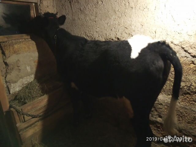 Продам тёлочку