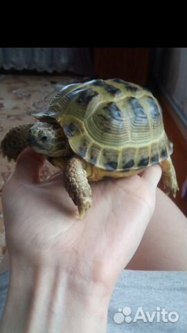 Продам черепаху