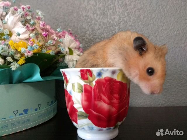 Хомячек сирийский