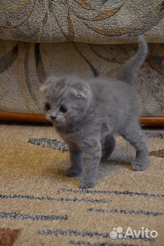 Продаю Шотладских вислоухих котят