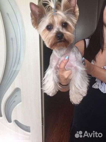 Йоркширский терьер жених