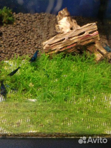 Сетка для мха, растения для аквариума