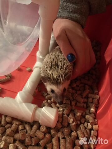 Африканский карликовый ёж