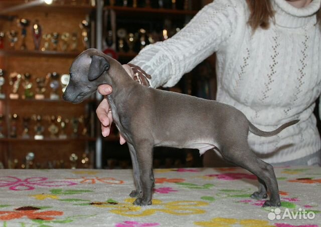 Голубые мини и стандартные щенки левретка, РКФ