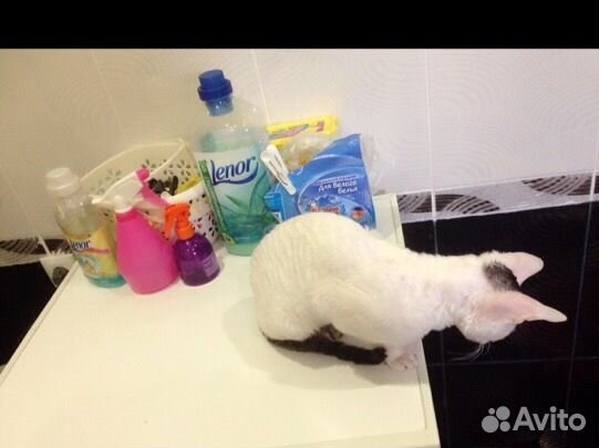 Корниш Рекс