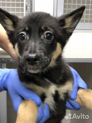 Метис немецкой овчарки