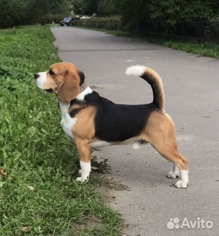 Бигль для вязки