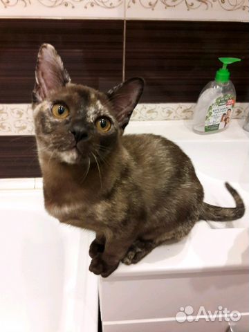 Яркая бурма девочка и мальчик соболь