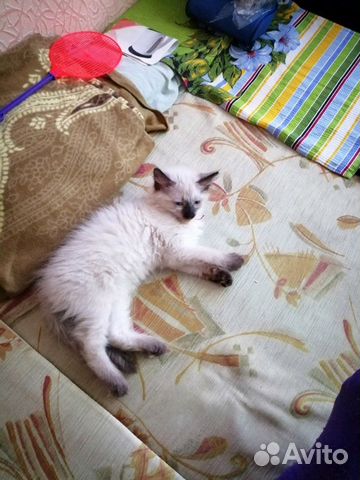 Невский маскарадный котик