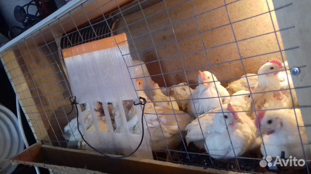 Продам петушков кросса Декалб Уайт