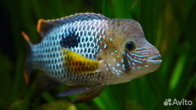 Акары голубой мальки