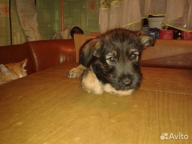 Щенок (кобель 1.5 мес) ищет хозяина