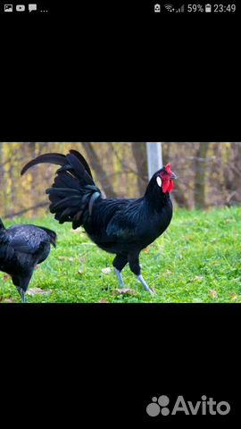 Петух Ла Флеш