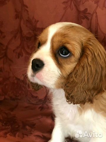 Кавалер Кинг Чарльз спаниель (Девочка )
