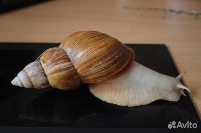 Отдам 2 улиток Ахатина фулика Альбино